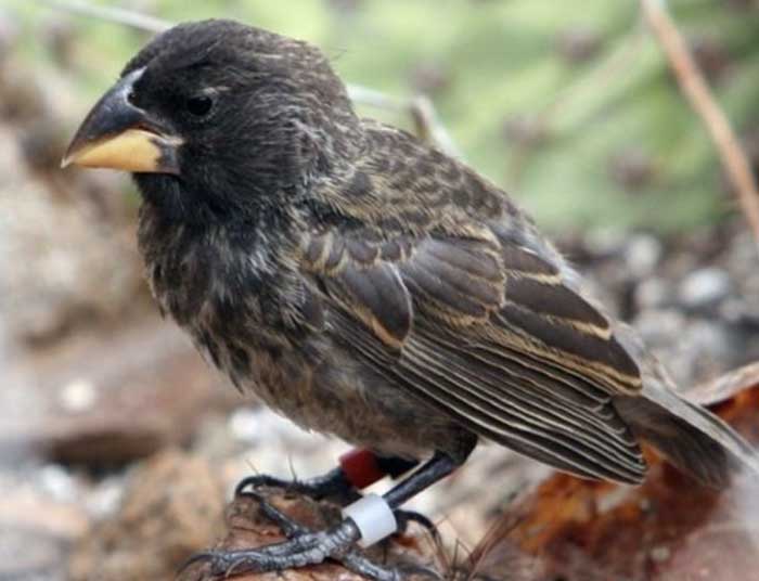 Galapagos Finches Did Not Become A New Species – Robert Clifton Robinson